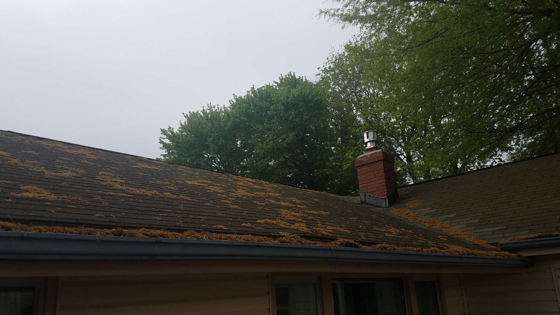 The Ultimate Guide to Pollen on Roof: What You Need to Know
